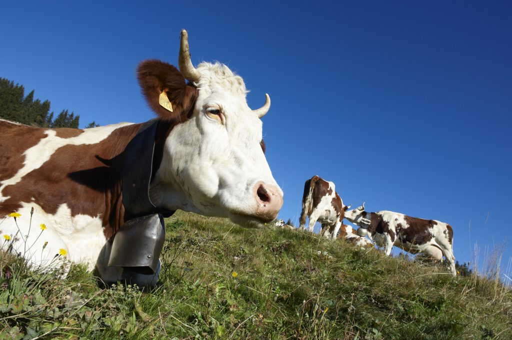 Portrait de vache : l'Abondance